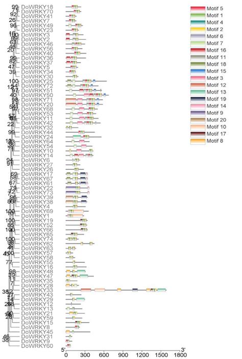Analysis Of Conserved Motifs Of Dendrobium Wrky Transcription Factors