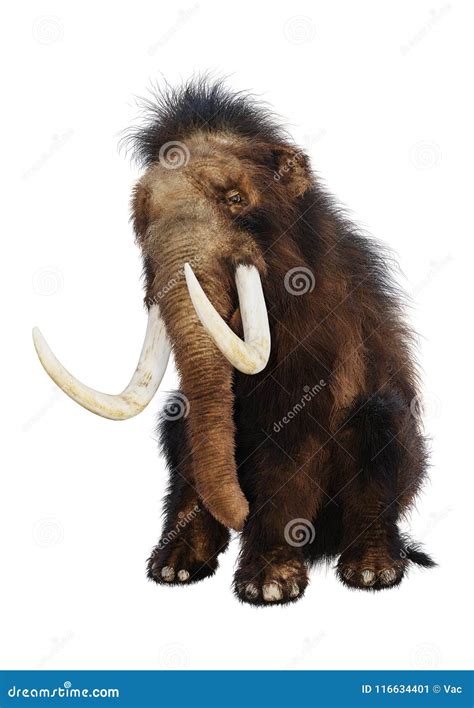 3d Rendering Woolly Mammoth On White Stock Illustration Illustration