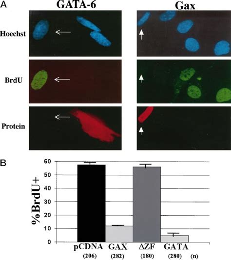 Ectopic Gata 6 Expression Inhibits Cell Cycle Activity In Nonmuscle Download Scientific Diagram