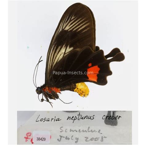 Losaria Sp Papilionidae From Different Islads Of Indonesia Shop Papua Insects