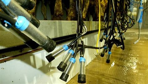 Tips To Control Thermoduric Bacteria Levels Teagasc Agriculture And