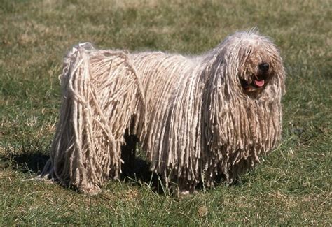 puli cani taglia grande caratteristiche del puli