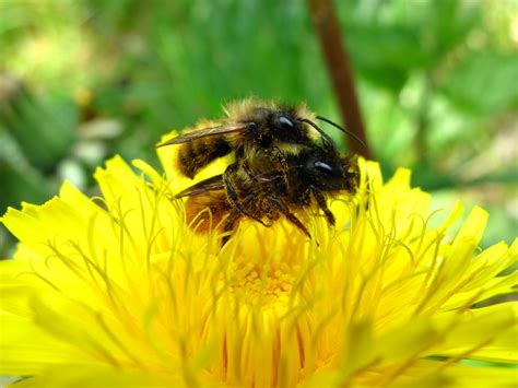 Bugblog Dandelion Bugs