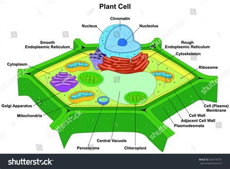 Vector Plant Cell Anatomy Diagram Structure Stock Vector Royalty Free