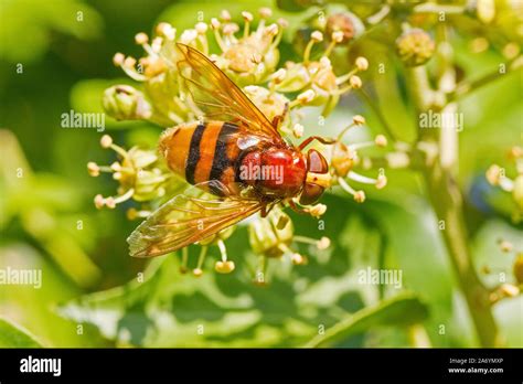 Female Hornet Mimic Hoverfly Volucella Zonaria Feeding On Ivy