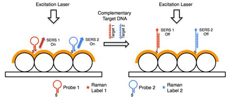 Scheme For Two Multiplex Detection Of Complementary Target Ssdna