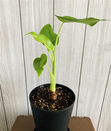 【観葉植物】クワズイモの成長記録、育て方、増やした方など 学びと備忘録