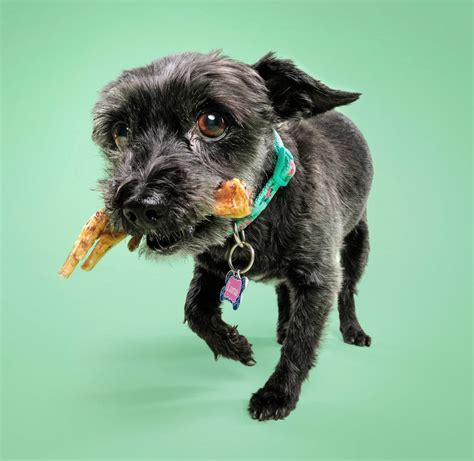 All About Meat Chews