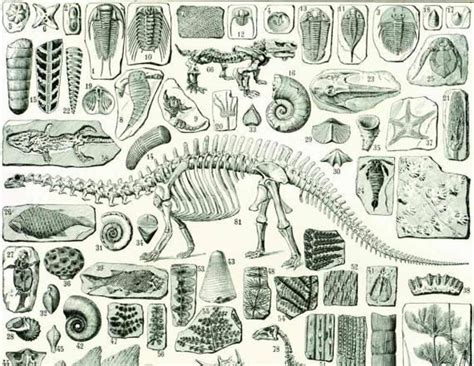 1930 Fossil Antique Print Dinosaurs Prehistoric Large Size Etsy