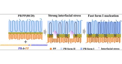 Accelerated Phase Transition Of Polybutene 1 In Polybutene 1 Polypropylene Blends Induced By