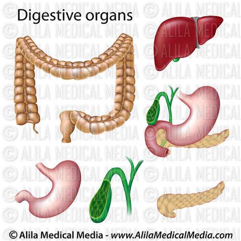 Alila Medical Media Digestive System Labeled Medical Illustration