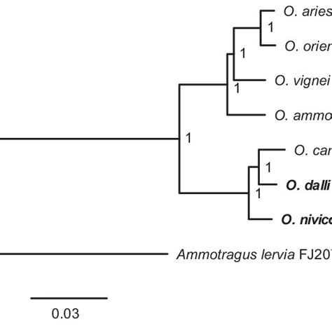 Bayesian Tree Based On The Concatenated Nucleotide Sequences Of 13
