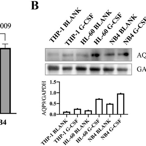 G Csf Promotes The Sensitivity Of Aml Cells To Ato A The Morphology Of