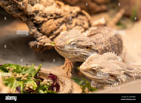 Bearded Dragon In The Terrarium Stock Photo Alamy
