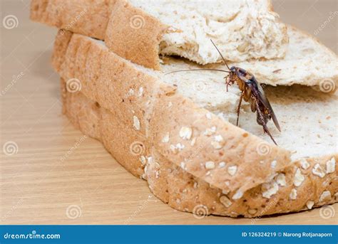 Close Up Of Cockroach On A Whole Wheat Bread Stock Image Image Of