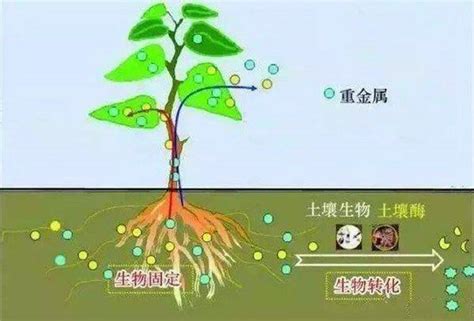 生物有机肥是怎样改良土壤和修复重金属污染