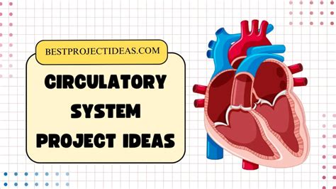 Circulatory System Heart Cardiovascular System
