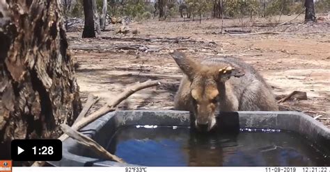 Crows Helps The Wallaby To Remove His Ticks Oddly Satisfying Gag