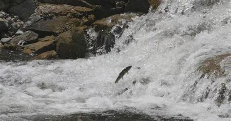 Qinghai S Naked Carp Undertake Annual Migration