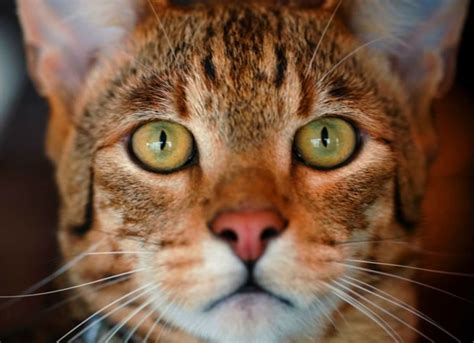 Forget Your Allergy Woes And Get A Hypoallergenic Cat For 23000