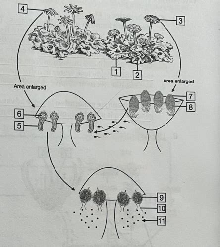 Plant V~vii Flashcards Quizlet
