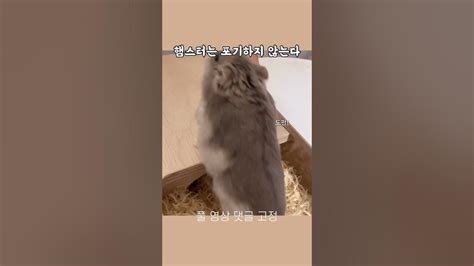 햄스터는 포기하지 않는다 🐶 풀 영상 댓글 고정 햄스터 Youtube