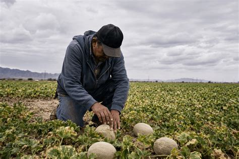 Early Virus Outbreak Threatens Yuma County Melon Crops Prism News
