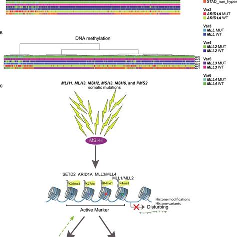 Association Of Chromatin Remodelling Genes And Consistent Expression