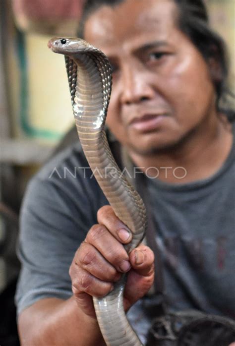 Penjualan Ular Kobra Antara Foto