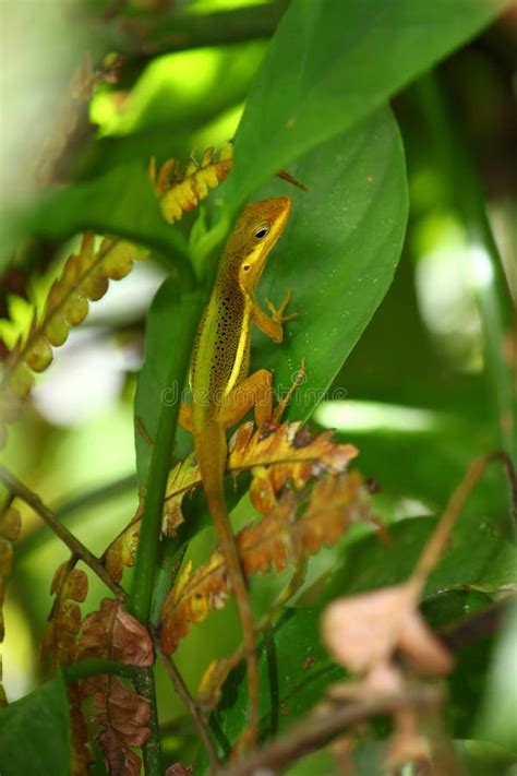 Upland Grass Anole Anolis Krugi Stock Image Image Of Anole