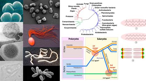 Binary Fission Definition Types Steps Examples Biology Notes Online