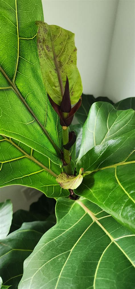 Fiddle Leaf Fig New Leaves Falling Off Help Needed R Indoorgarden