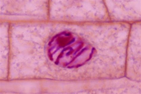 216 Cell Division Cell Diversity And Cellular Organisation