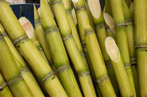Aprenda A Controlar As Pragas Na Cana De Açúcar Agriconline