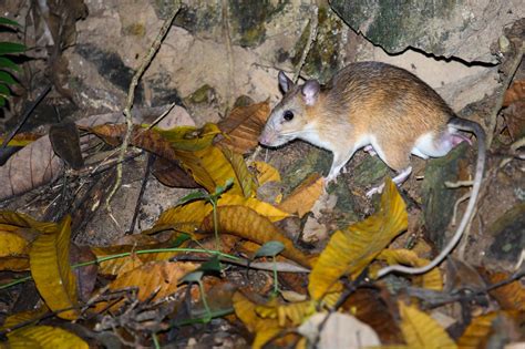 Long Tailed Giant Rat Leopoldamys Sabanus