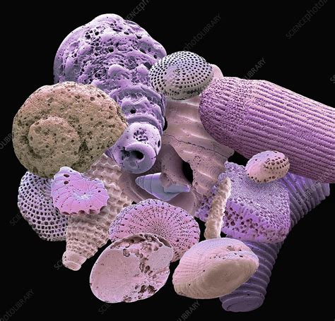 Sand Microfossils Sem Stock Image C048 6320 Science Photo Library