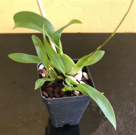 Oncidium Alliance Oncidium Twinkle Fantasy La Foresta Orchids