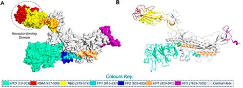 Frontiers Mutational Analysis Of The Spike Protein Of SARS COV 2