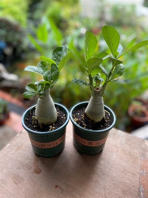 Fu Gui Hua Furniture And Home Living Gardening Plants And Seeds On Carousell