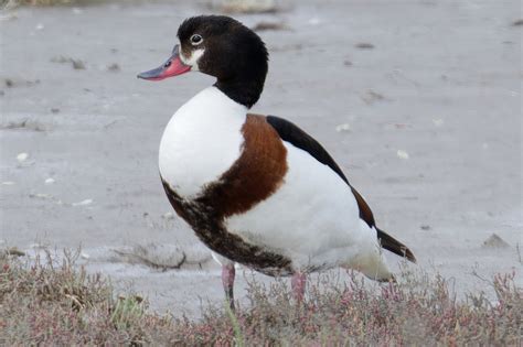 Common Shelduck Birdforum