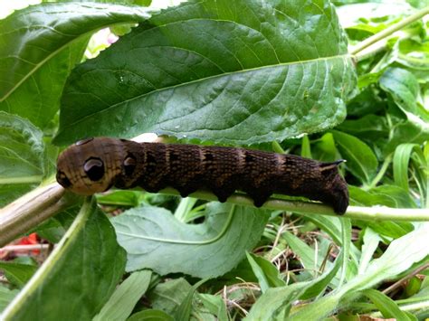 Moth Larvae Gloucestershire Naturalists Society