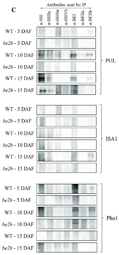 Protein Protein Interactions Between Ssres During Different