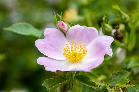 흐릿한 배경에 정원에서 자라는 분홍색 꽃잎과 꽃잎이 있는 화려한 Rosa Canina 꽃의 평면도 근접 촬영 0명에 대한 스톡