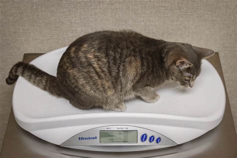 Famciclovir For Cats Uses Dosage And Side Effects
