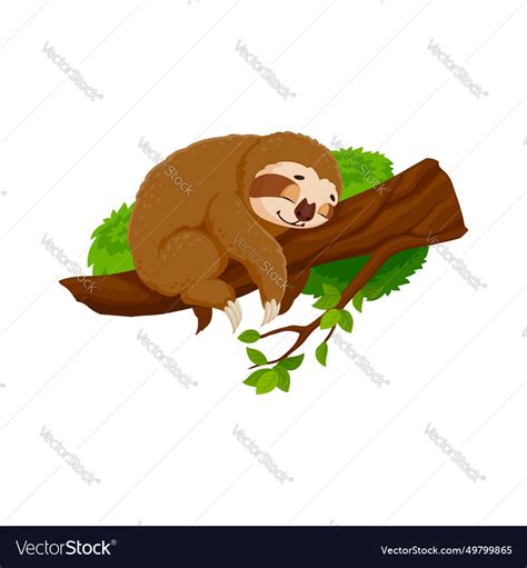 Cartoon Sloth Character Slumbers On Tree Branch Vector Image