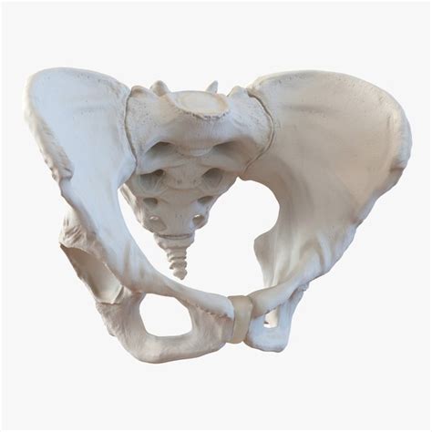 Modelo 3d Esqueleto Femenino De La Pelvis TurboSquid 1023480