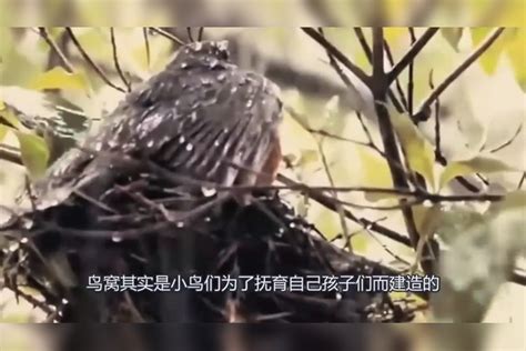 鸟窝基本上都是开口朝上下大雨时该怎么办看完感叹鸟真聪明