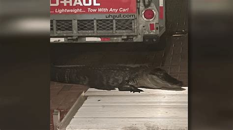Florida Man Bitten By Alligator While Opening Front Door Florida News
