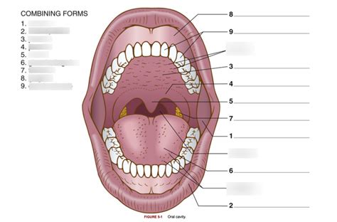Chapter 5 Major Parts Of The Oral Cavity Vocabulary And Definitions