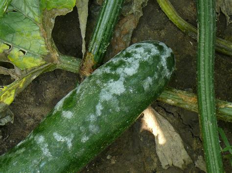 Phytophthora Fruit Rot Onvegetables
